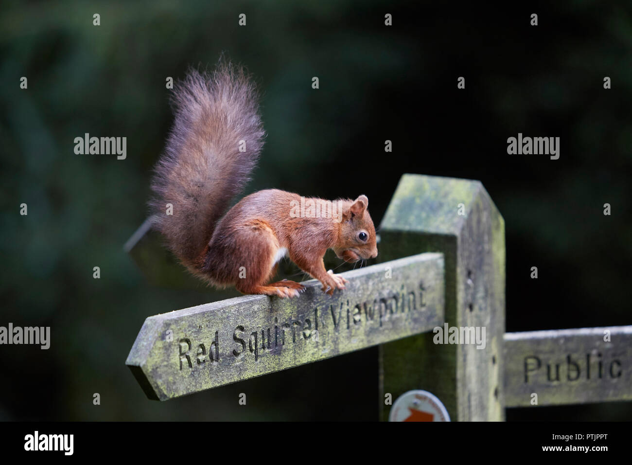 Red squirrel yorkshire hi-res stock photography and images - Alamy