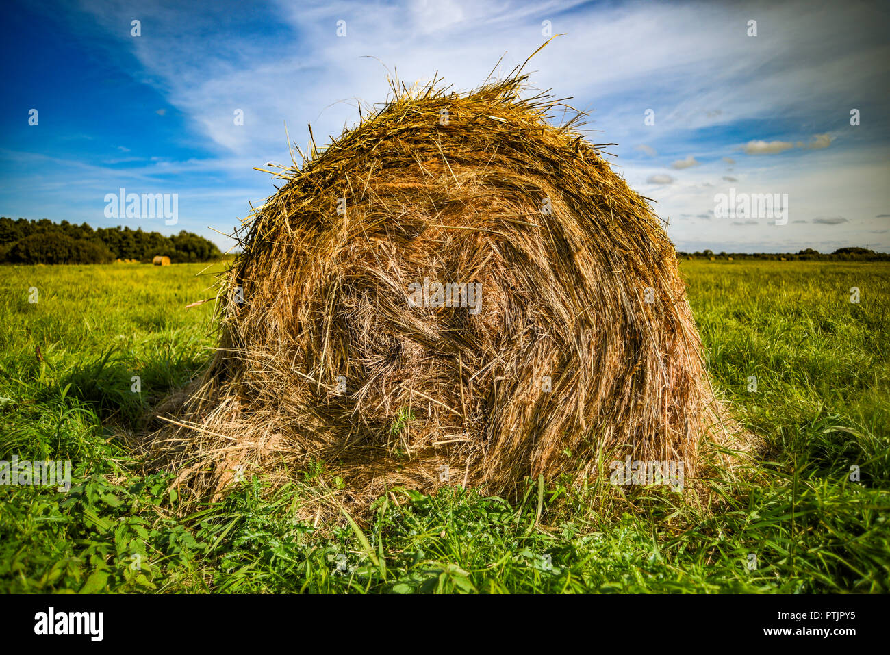 Rural landscape, stacks of hay in the field Stock Photo - Alamy