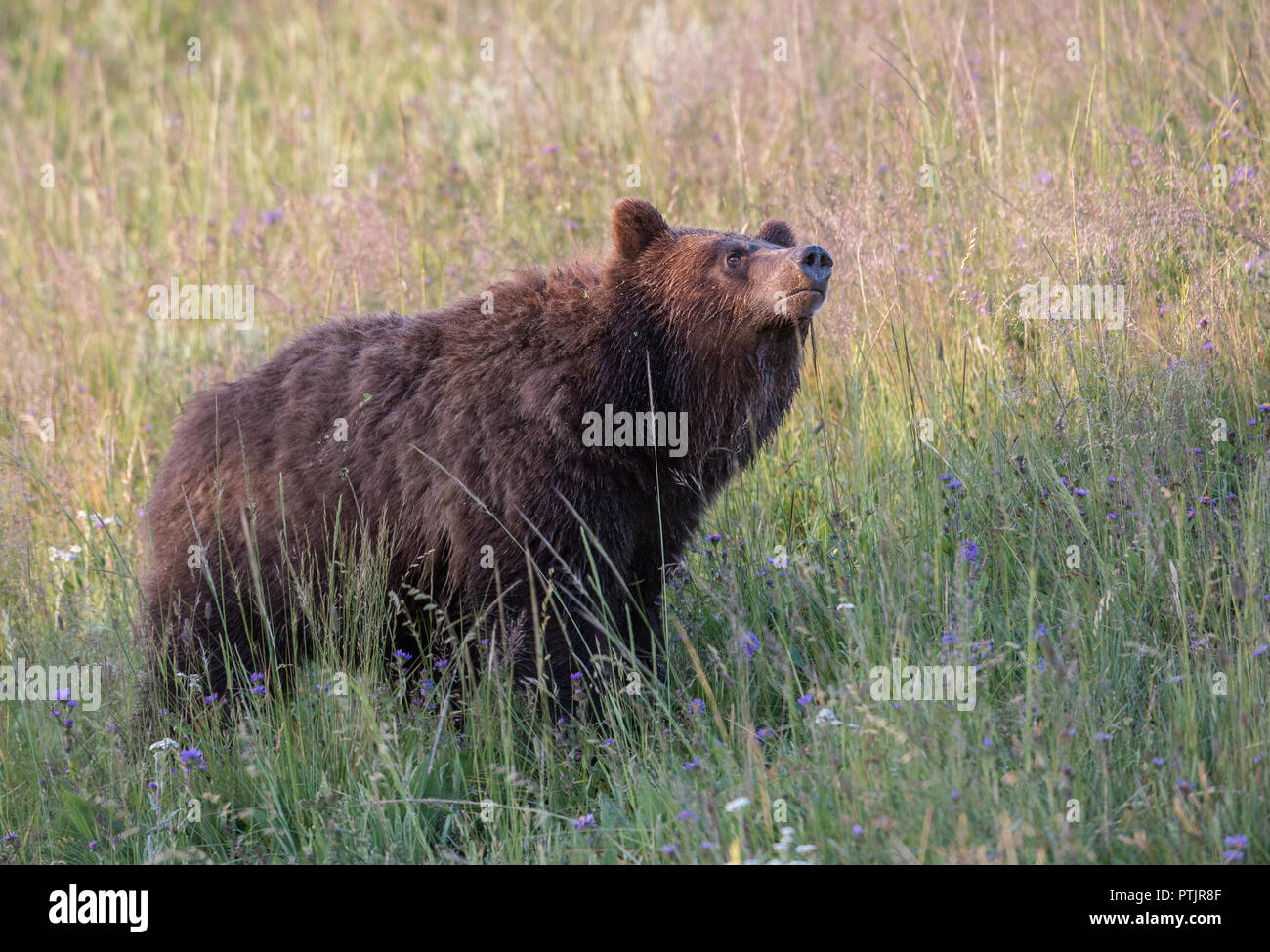 Grizzly bear in the wild Stock Photo - Alamy