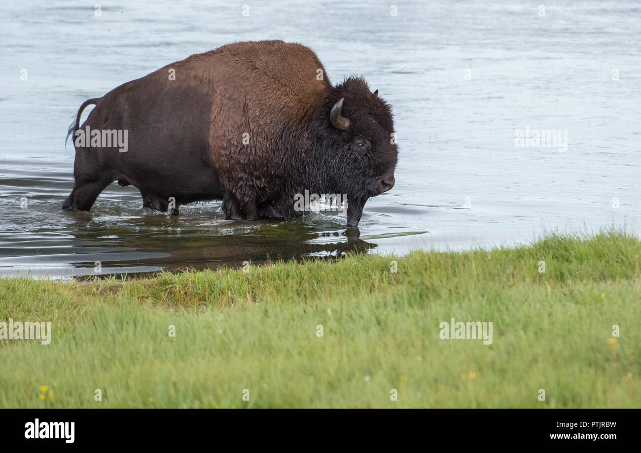 Bison swimming in Yellowstone Stock Photo - Alamy
