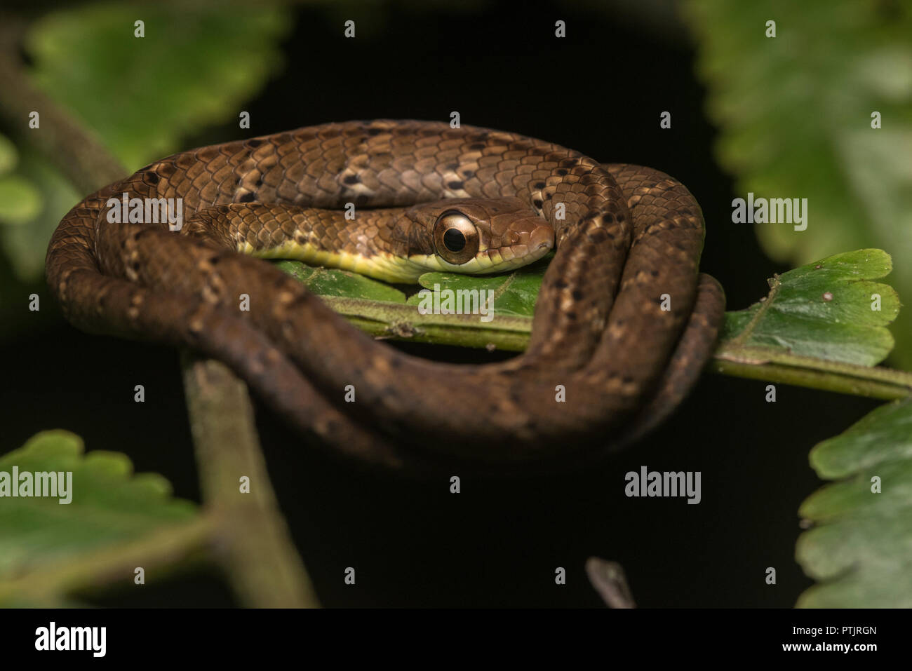 Serpent de reptile hi-res stock photography and images - Alamy