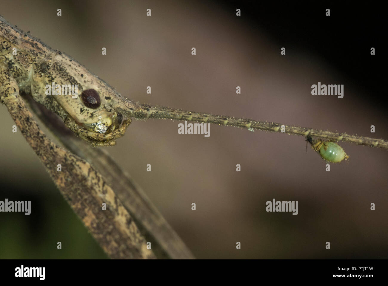 Biting midges (Forcipomyia sp.) also known as tick flies sucking ...