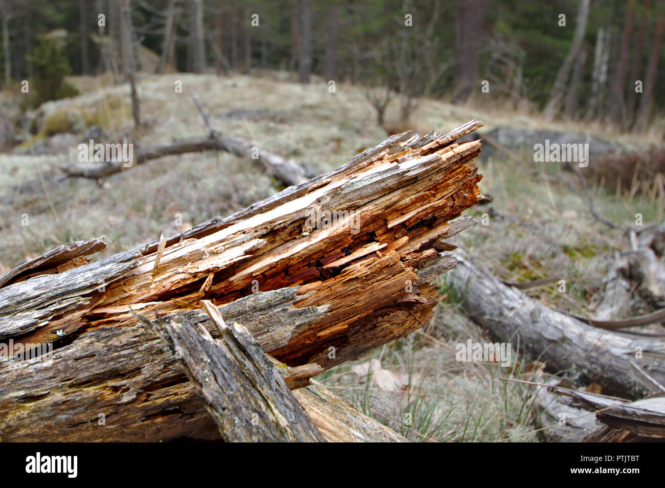 Old rotten tree fallen in untouched forest environment Stock Photo - Alamy