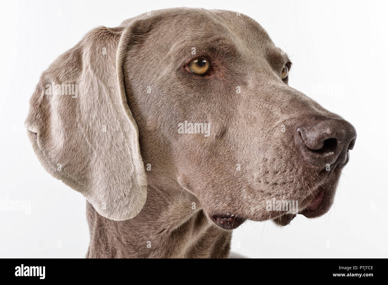Portrait of an adorable Weimaraner - studio shot, isolated on white ...
