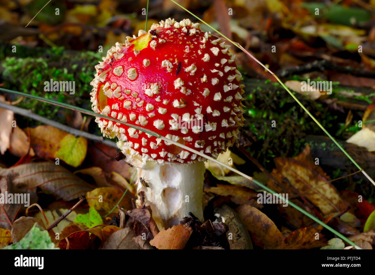 Cute red fly agaric waiting to get picked in the woods. One of the ...