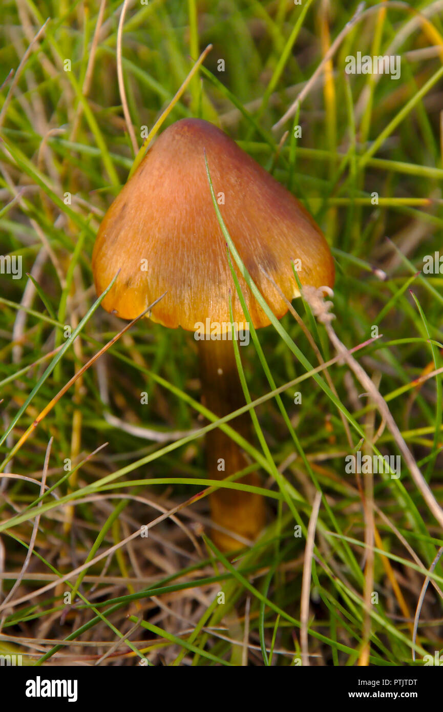 Triangle shaped leaf hi-res stock photography and images - Alamy