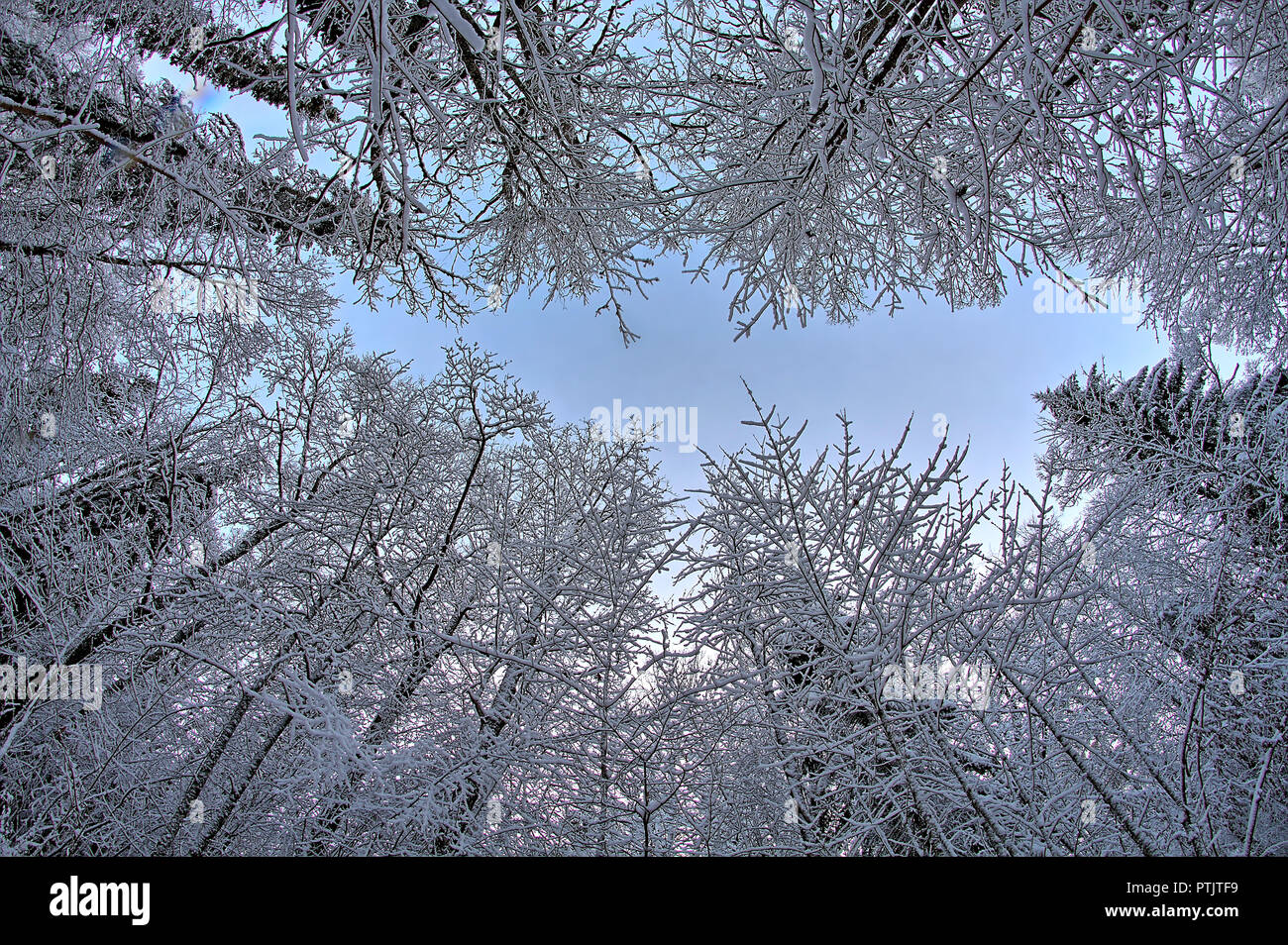 Wide vertical photo of a magical winter forest covered in snow Stock ...