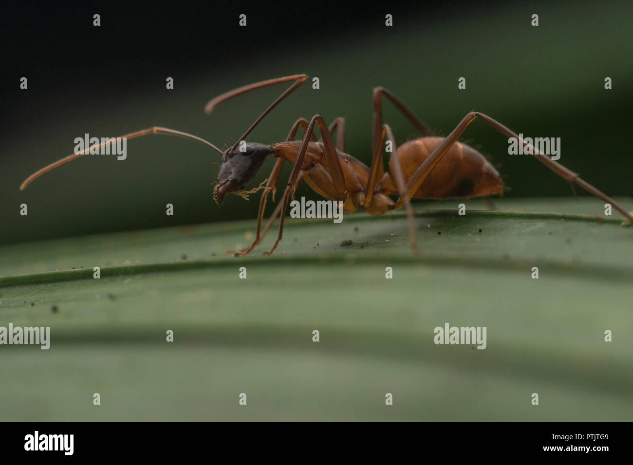 A species of carpenter ant (Camponotus atriceps) from the amazon ...