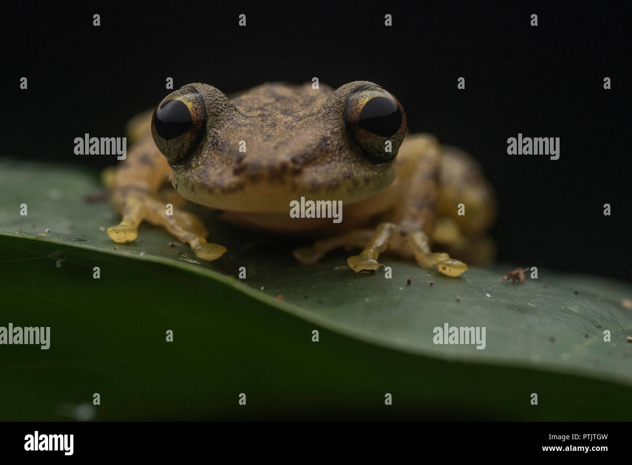Scinax ictericus sitting on a leaf at night deep in the Amazonian ...