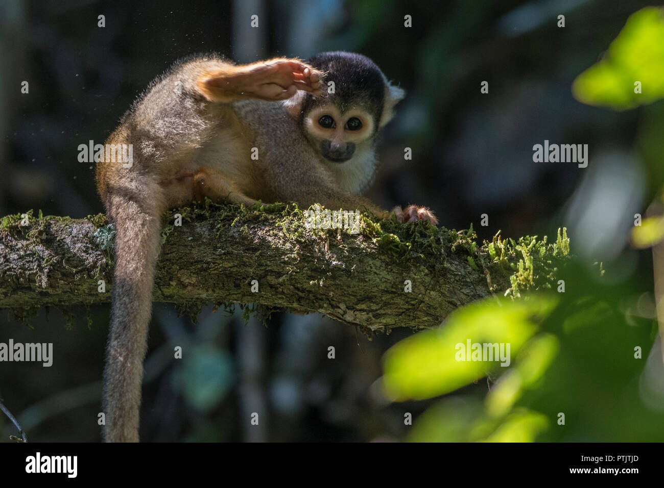 a wild Black-capped squirrel monkey (Saimiri boliviensis) from the ...