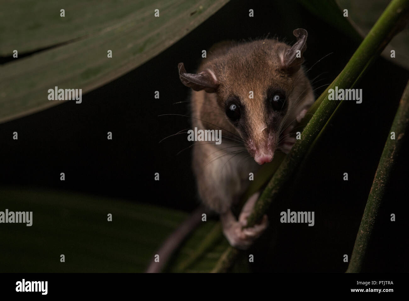 A mouse opossum (Marmosa species) climbing up a stem in the Amazon ...
