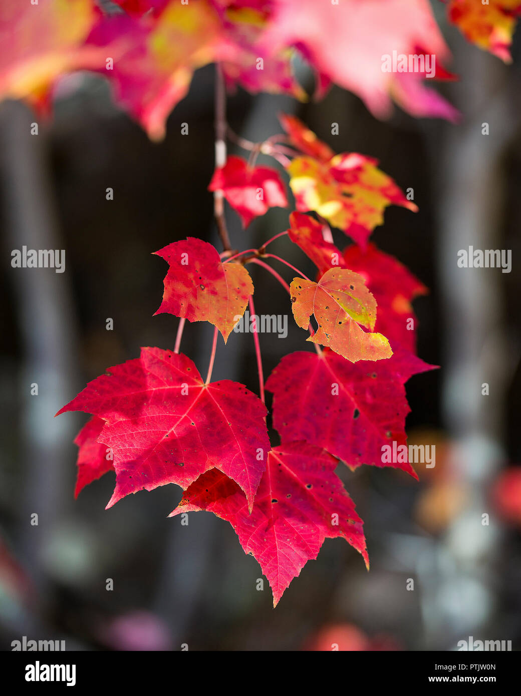 Autumn leaves displaying its multicoloured Stock Photo - Alamy