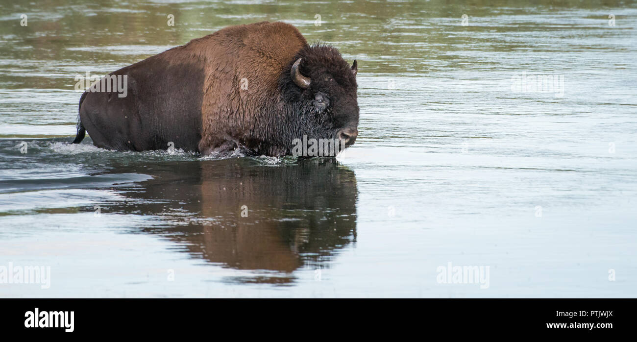 Bison swimming in Yellowstone Stock Photo - Alamy