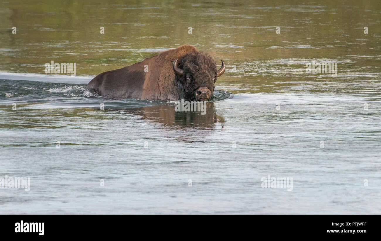 Bison swimming in Yellowstone Stock Photo - Alamy