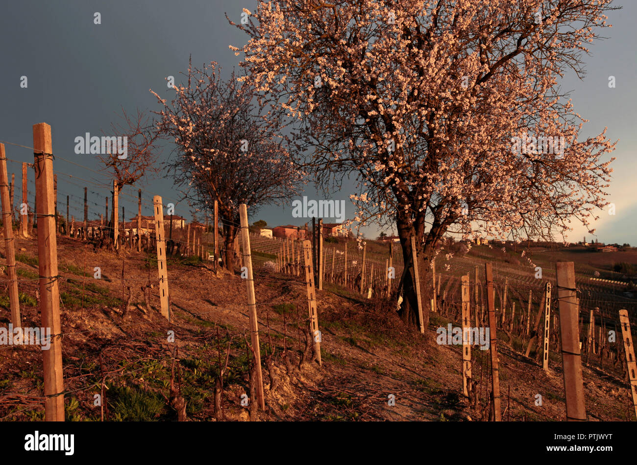Cherry tree with flowers in vinejards landscape Monferrato Italy Stock ...