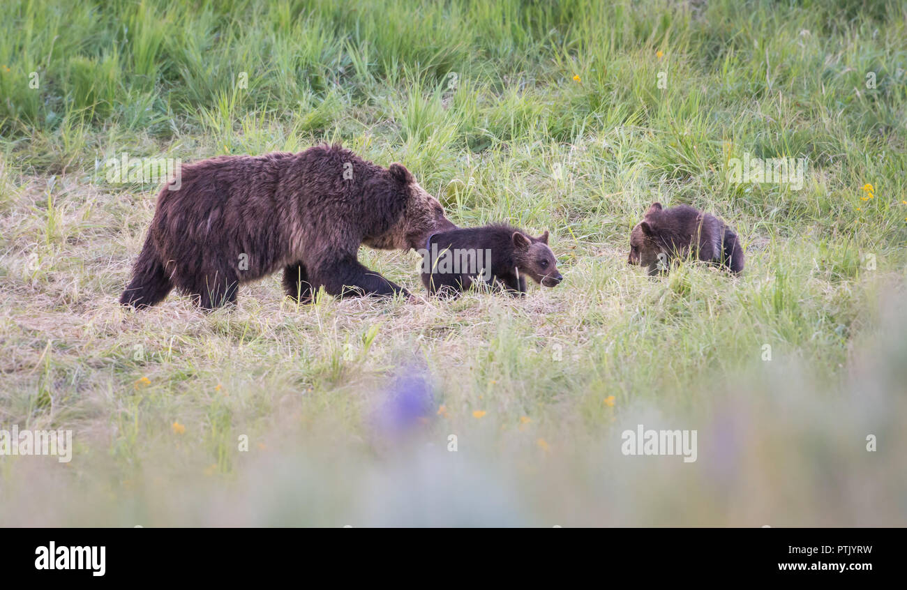 Grizzly bear family Stock Photo - Alamy