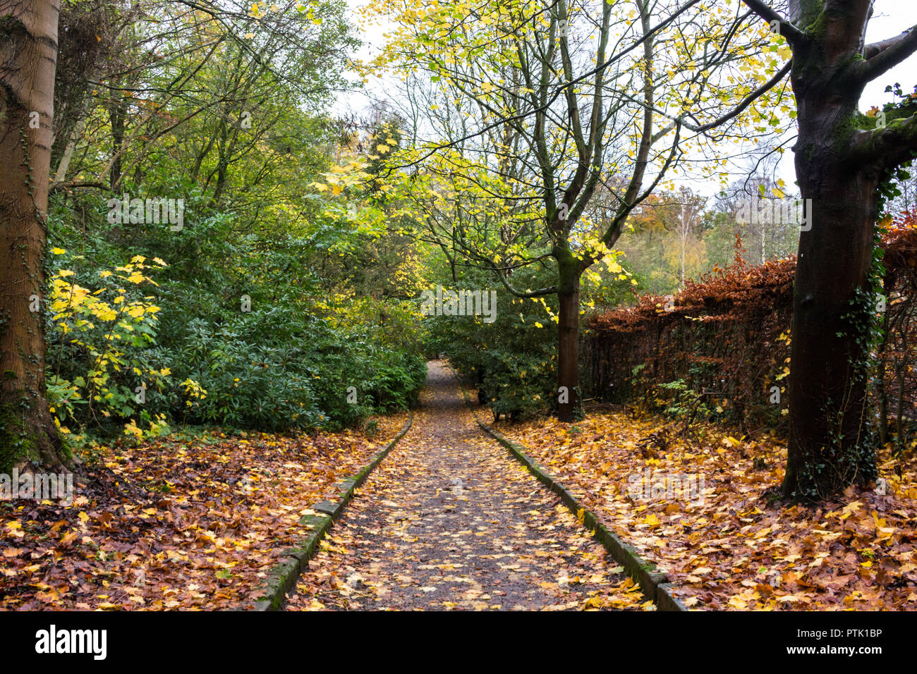 Fallen leaves over a parkland path with trees and hedges in autumn ...