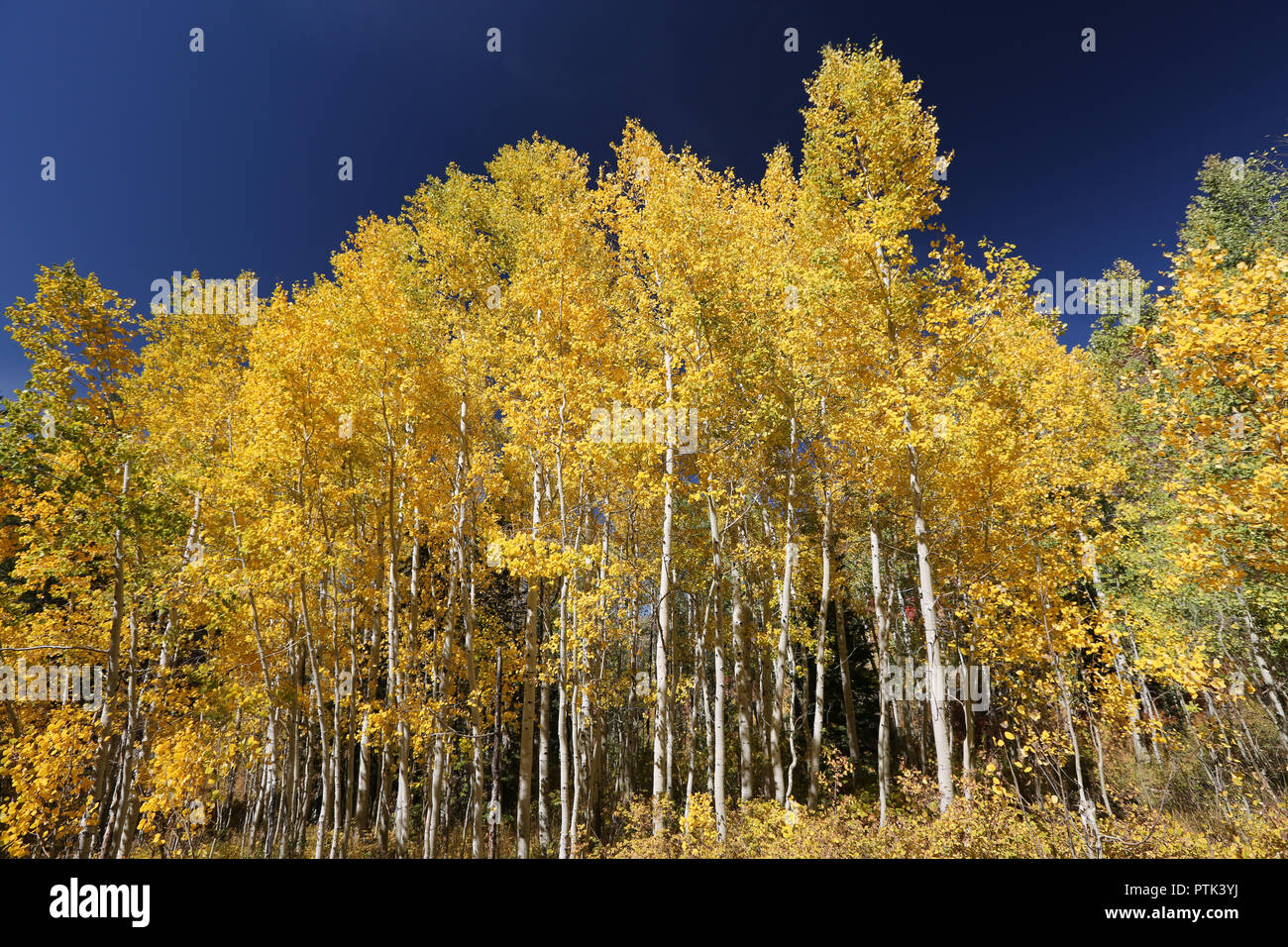 Aspen tree leaves turn autumn hi-res stock photography and images - Alamy