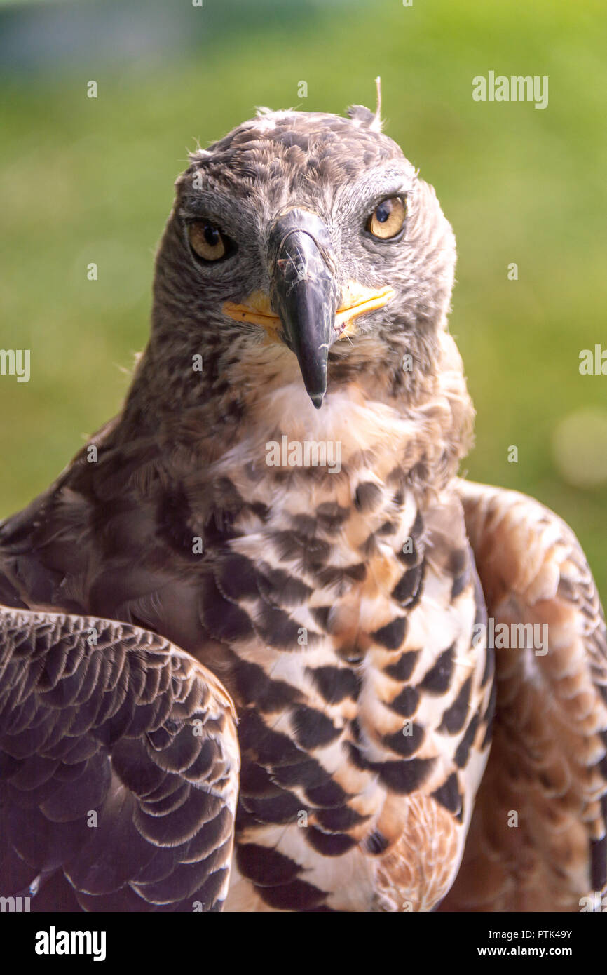 Male harris hawk hi-res stock photography and images - Alamy