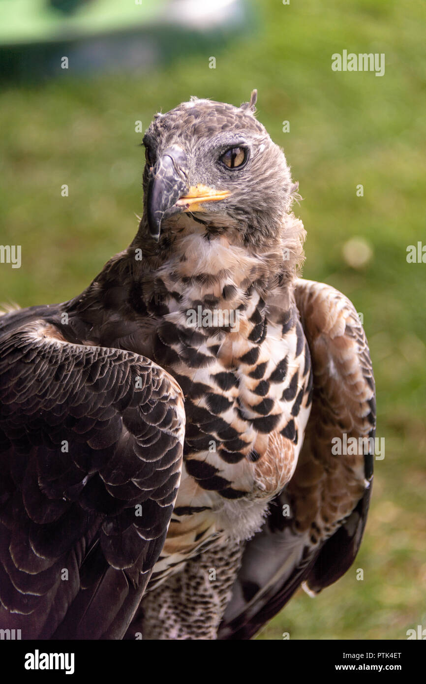 Hawk head close-up Stock Photo - Alamy