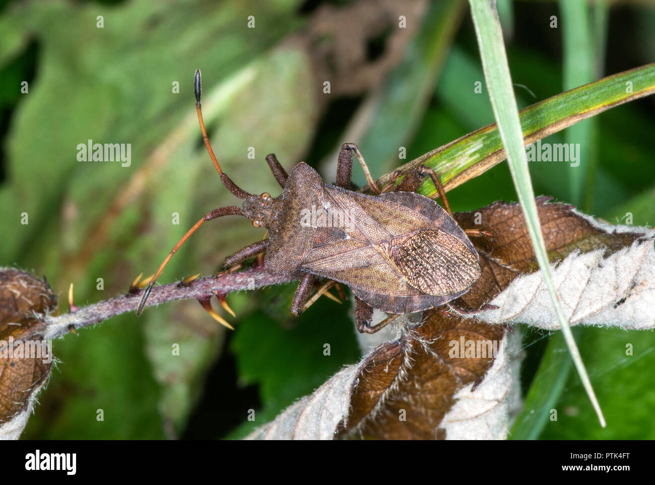 Bug antenna hi-res stock photography and images - Alamy