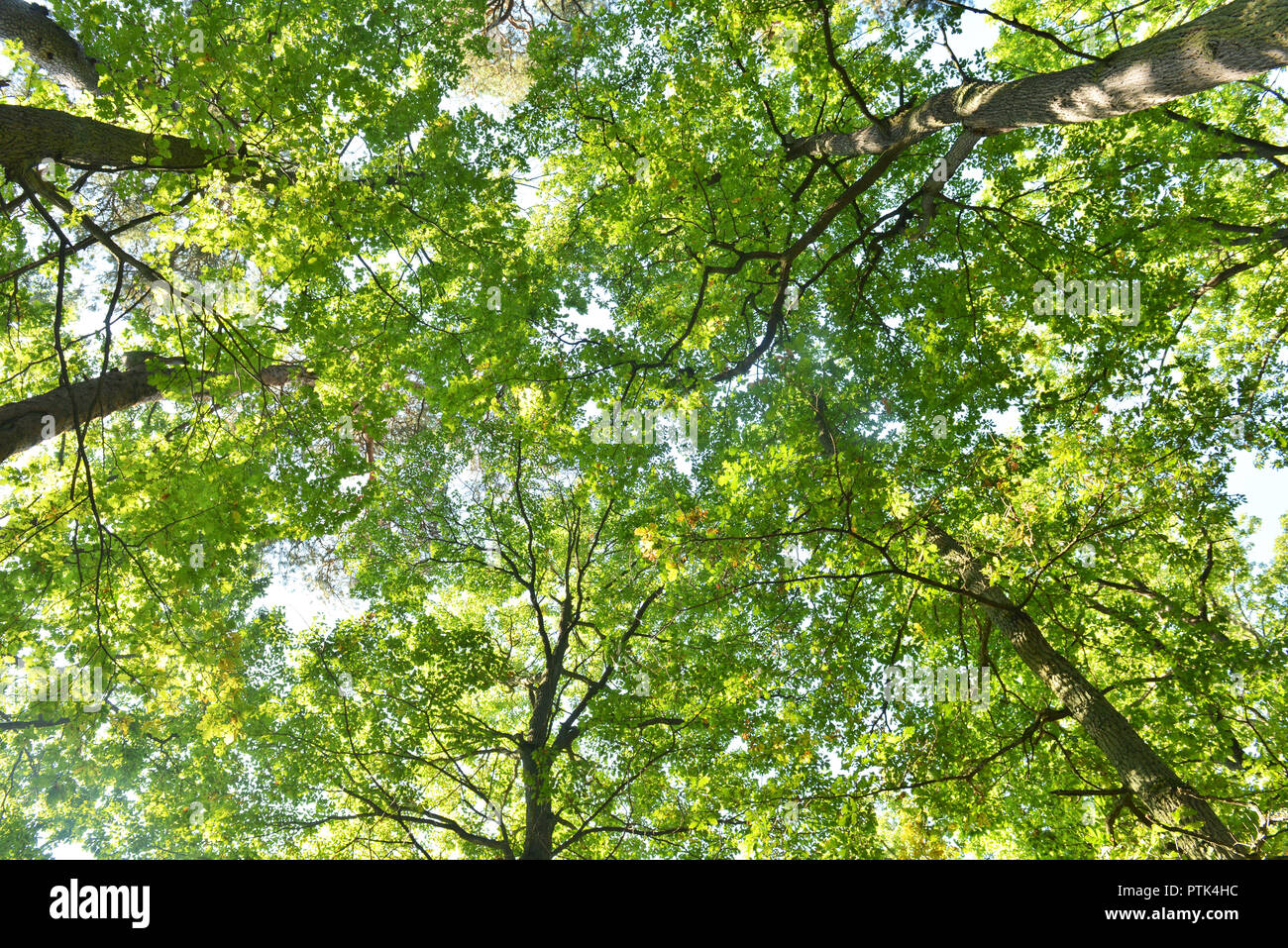 Leaf canopies hi-res stock photography and images - Alamy
