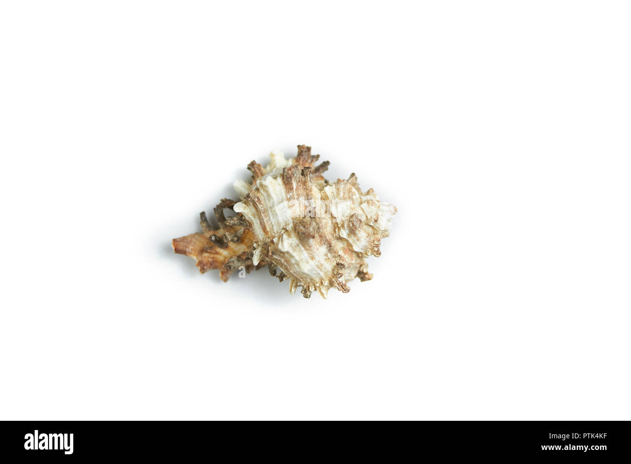 isolated seashell on a white background Stock Photo - Alamy