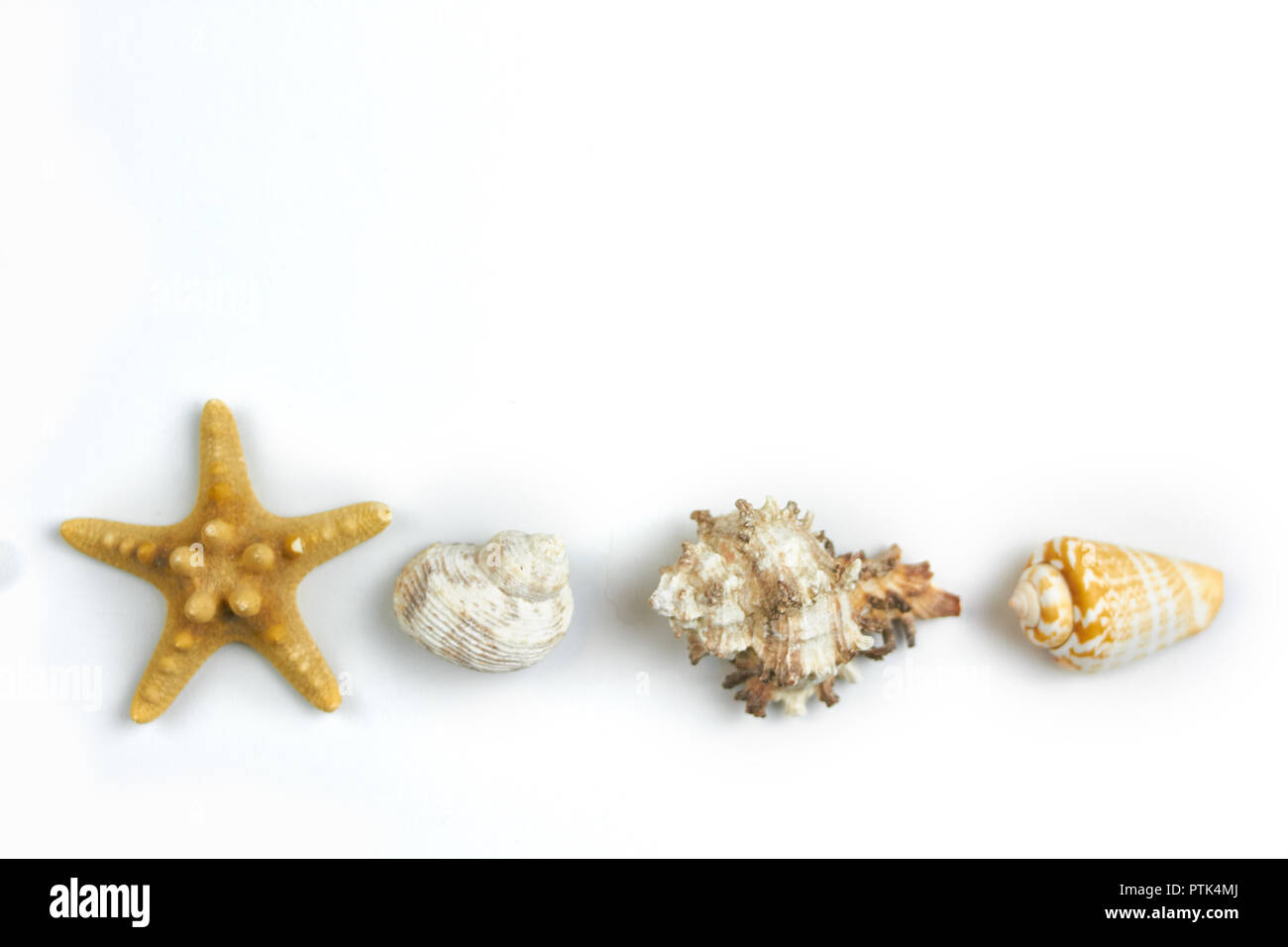 isolated seashell on a white background Stock Photo - Alamy