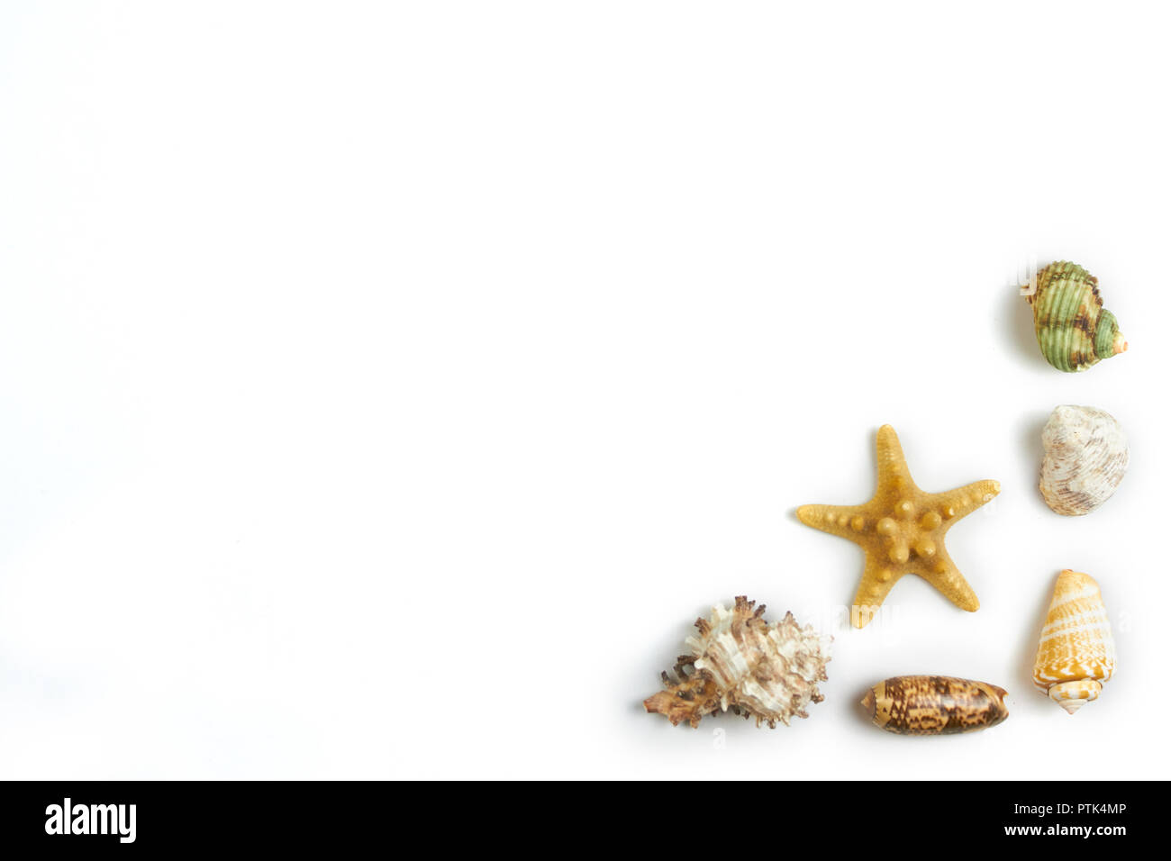 isolated seashell on a white background Stock Photo - Alamy