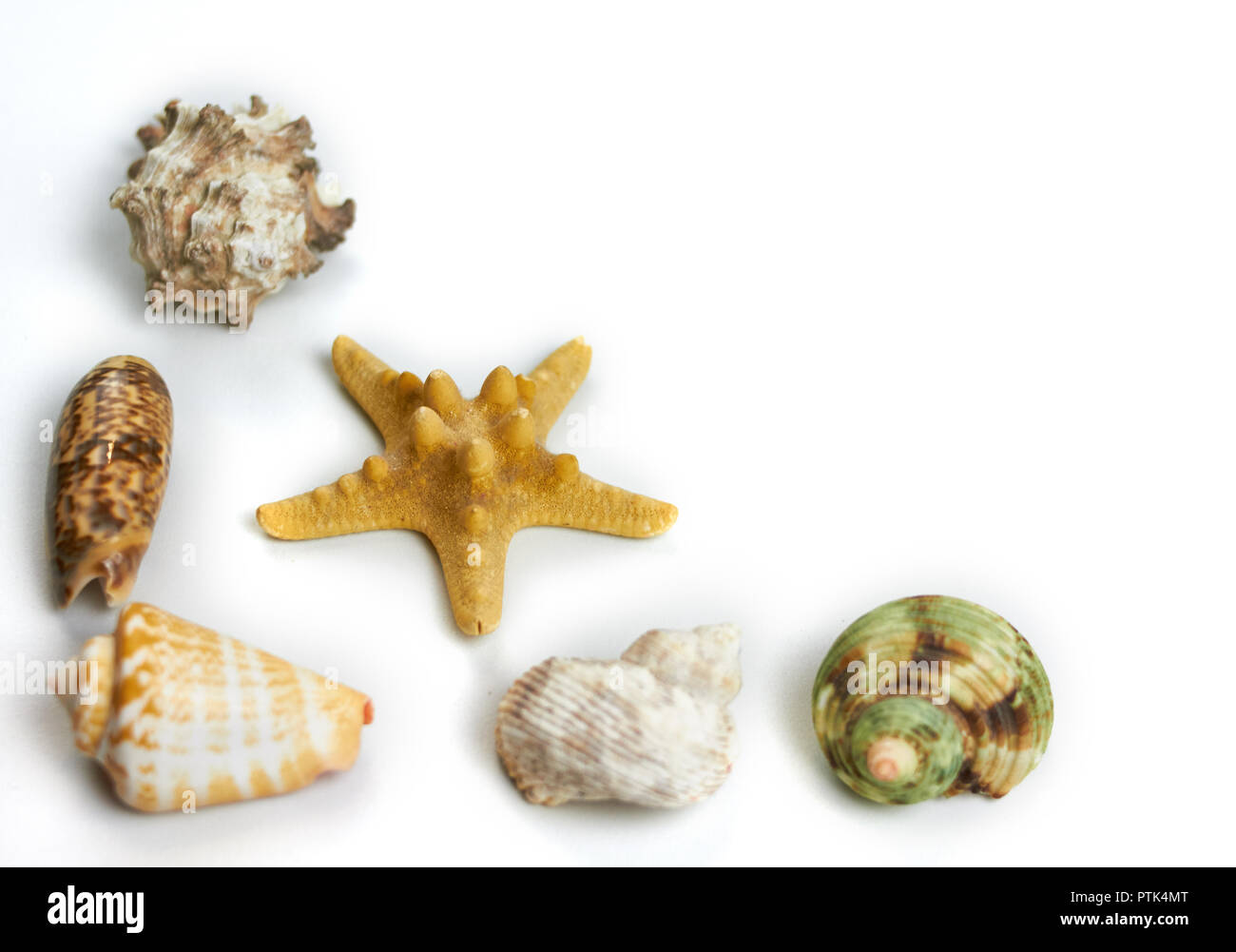 isolated seashell on a white background Stock Photo - Alamy