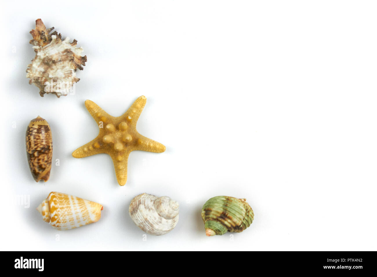 isolated seashell on a white background Stock Photo - Alamy