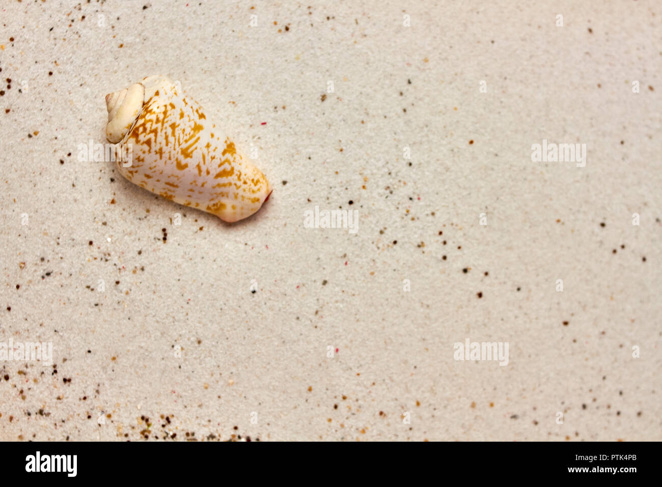 Seashell in sand hi-res stock photography and images - Alamy
