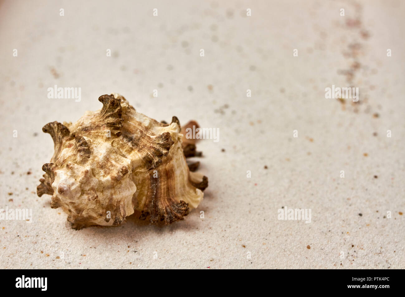 Isolated seashell in the sand Stock Photo - Alamy