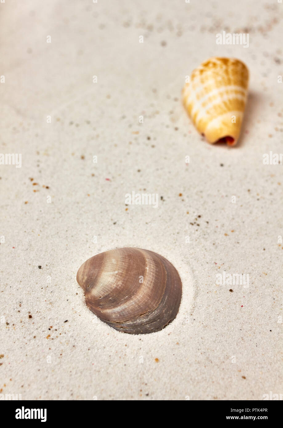 Seashell paradise hi-res stock photography and images - Alamy
