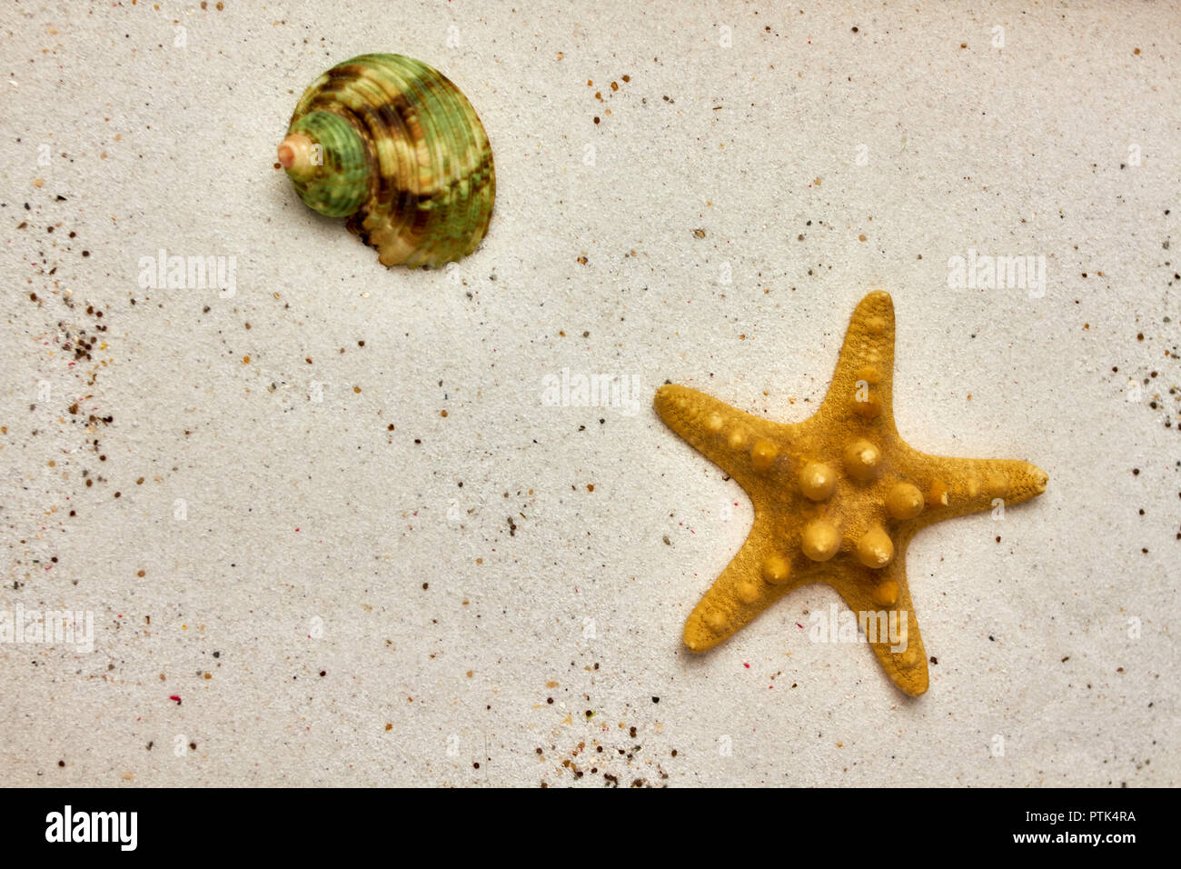 seashell and starfish at the beach Stock Photo - Alamy