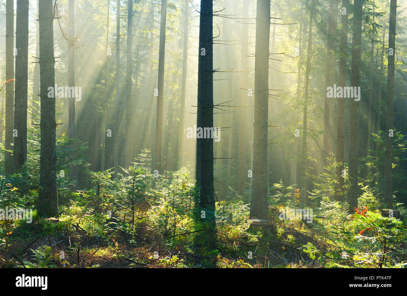 Morning in the forest Stock Photo - Alamy