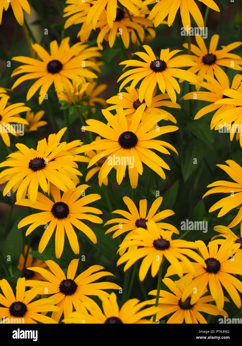 Yellow rudbeckia flower hi-res stock photography and images - Alamy