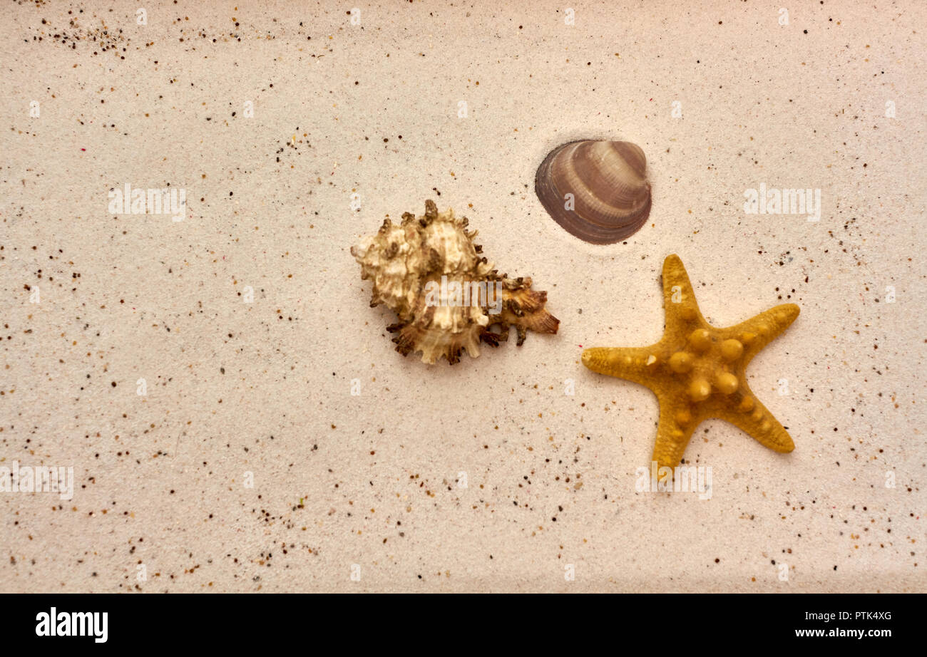 seashell and starfish at the beach Stock Photo - Alamy