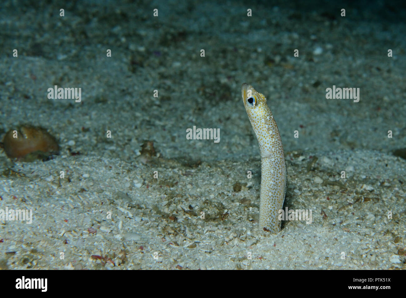 Garden eel hi-res stock photography and images - Alamy