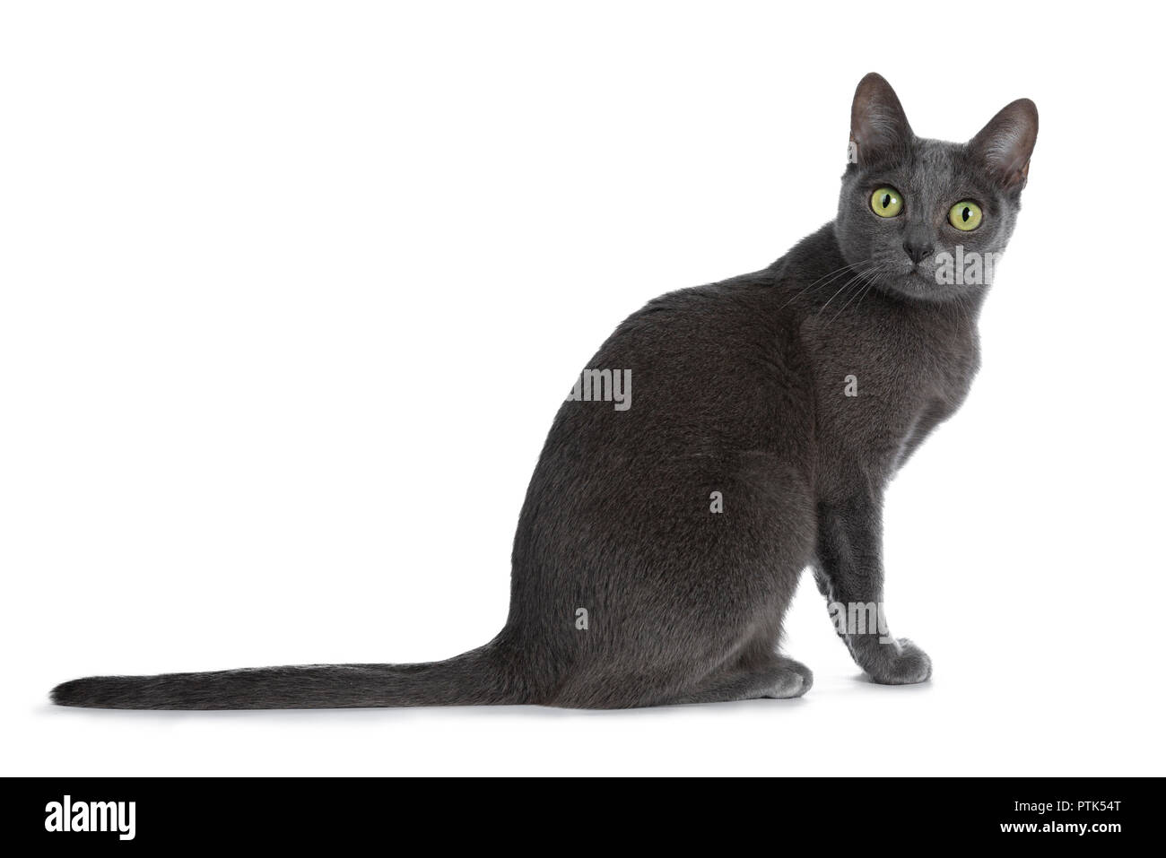 Korat cat hi-res stock photography and images - Alamy