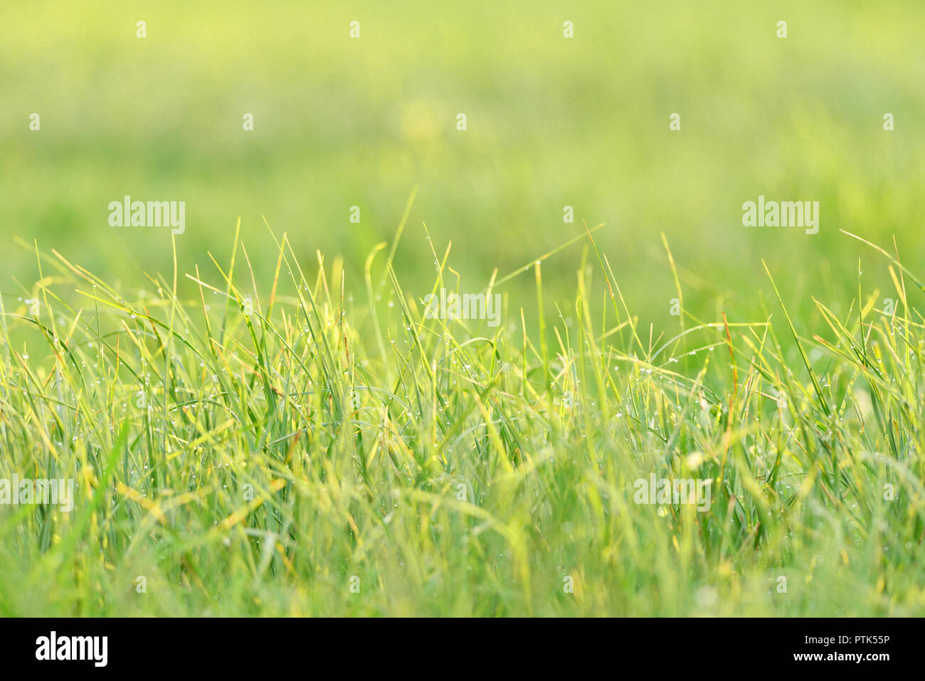 Wet grass background Stock Photo - Alamy