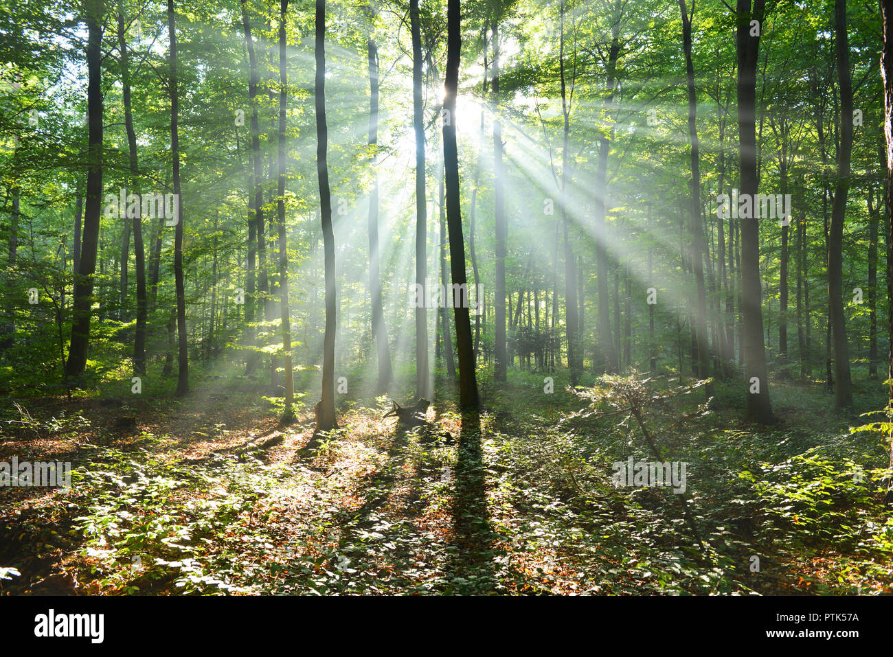 Morning in the forest Stock Photo - Alamy