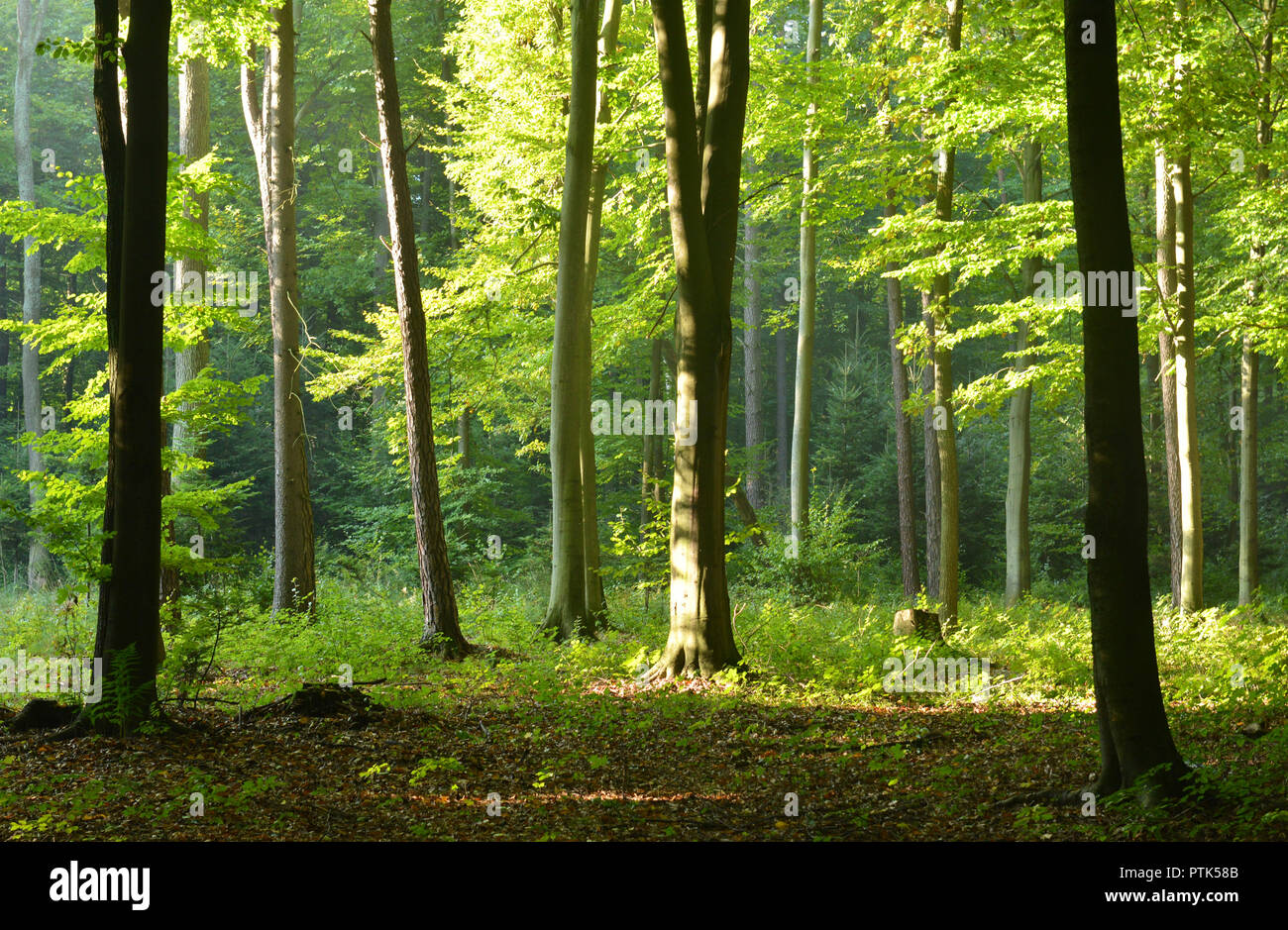 Morning in the forest Stock Photo - Alamy
