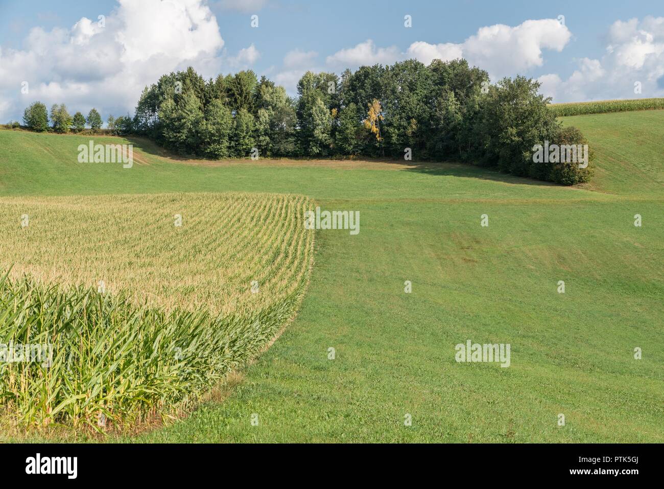 Corn field and meadow in the Bavarian Forest, Germany Stock Photo - Alamy