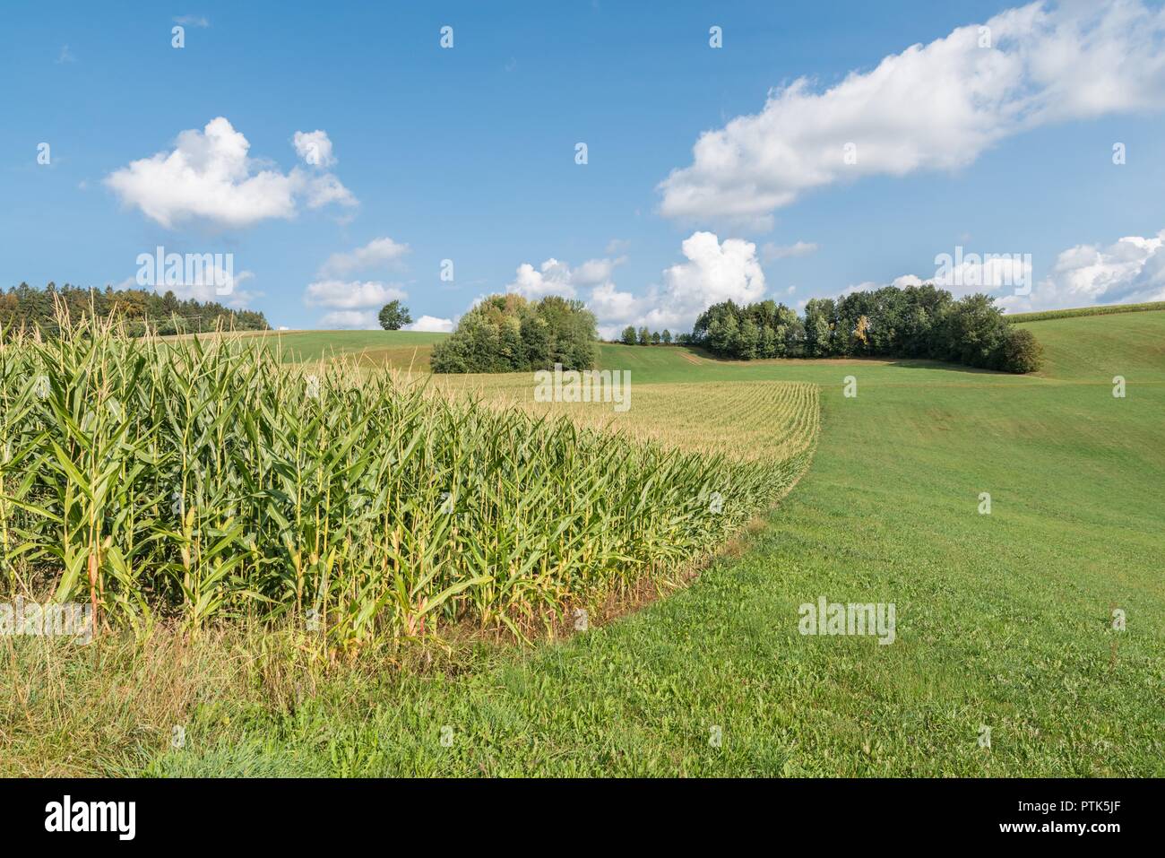 Corn field and meadow in the Bavarian Forest, Germany Stock Photo - Alamy