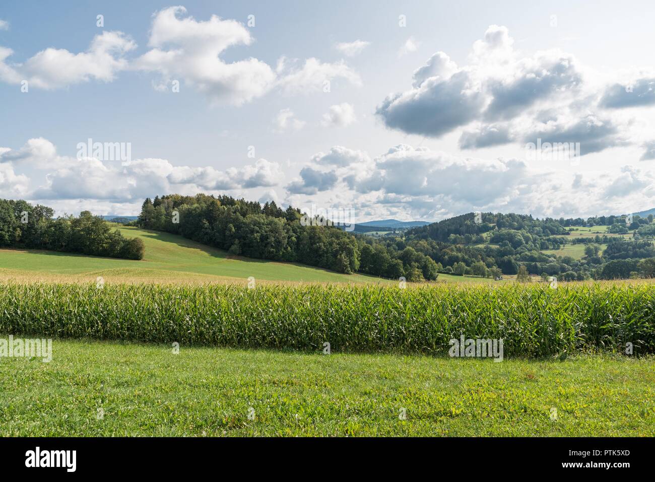 Corn field and meadow in the Bavarian Forest, Germany Stock Photo - Alamy