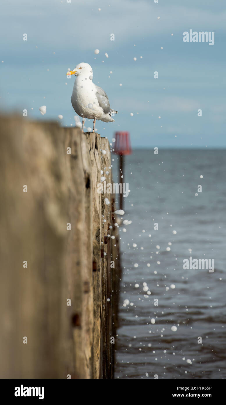 Dawlish Warren, Devon Stock Photo - Alamy