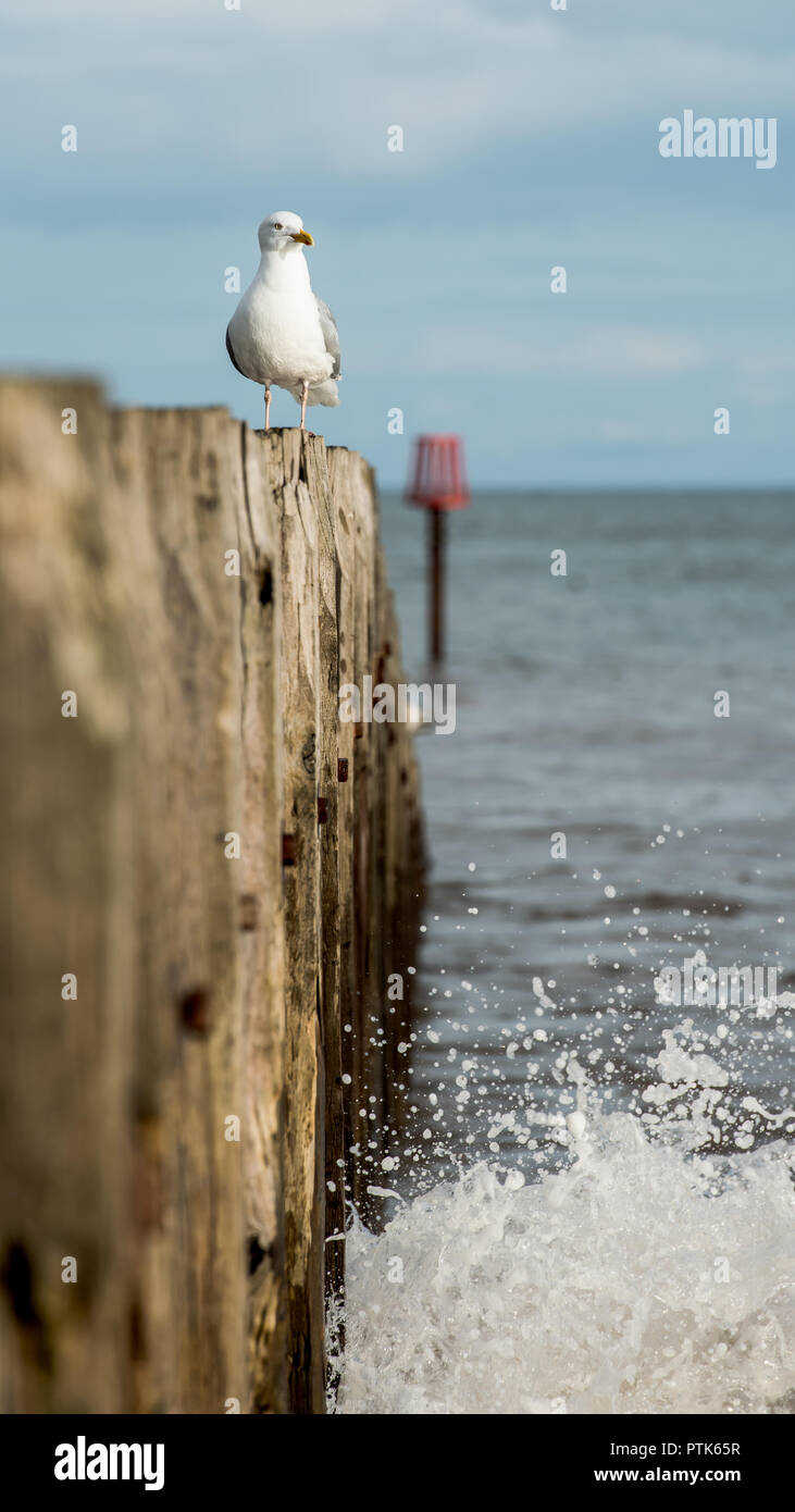 Dawlish Warren, Devon Stock Photo - Alamy