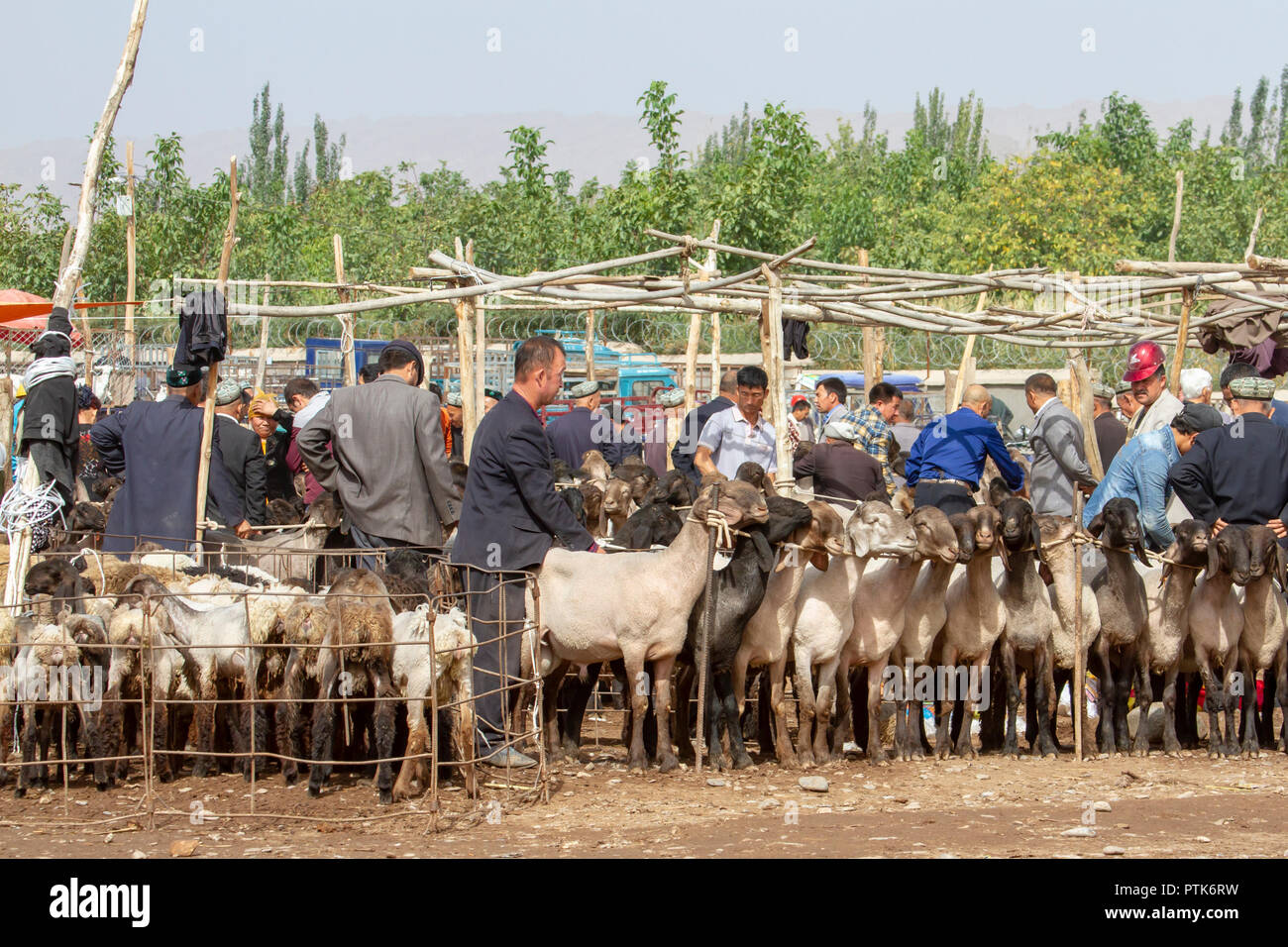 China sheep pens hi-res stock photography and images - Alamy
