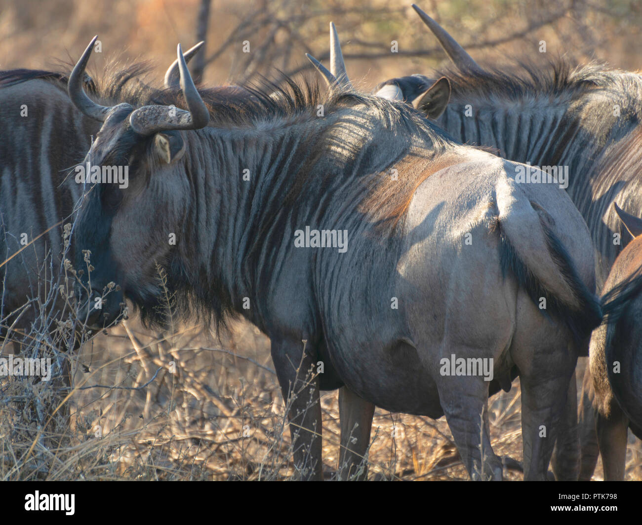 African scene with wildebeest hi-res stock photography and images - Alamy
